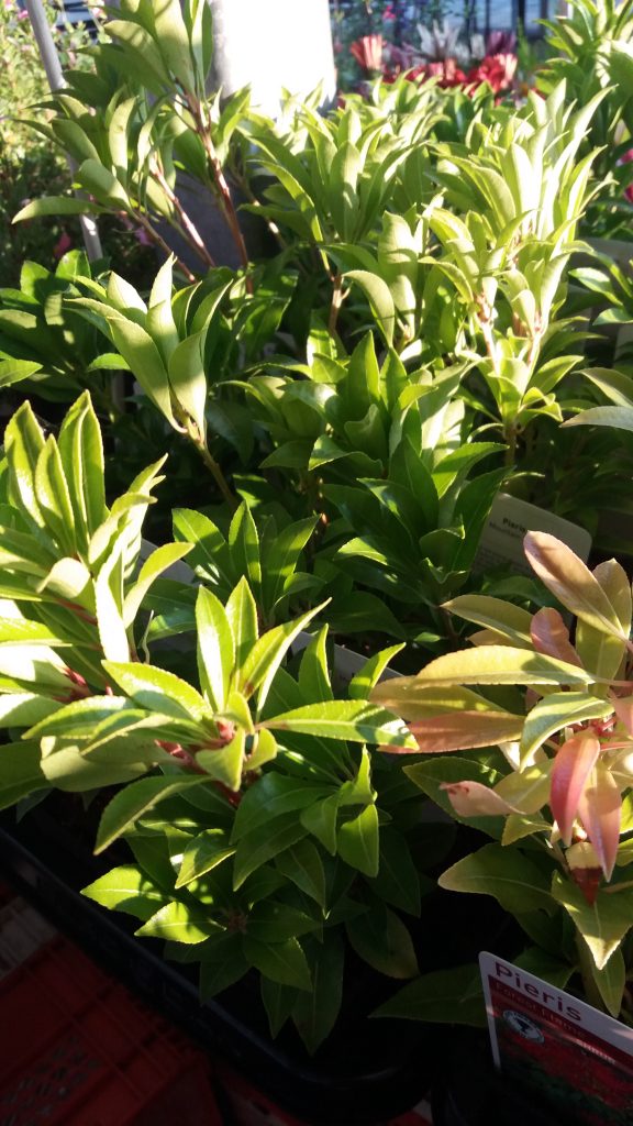 Pieris japonica 'Mountain Fire | SIX ASHES NURSERIES