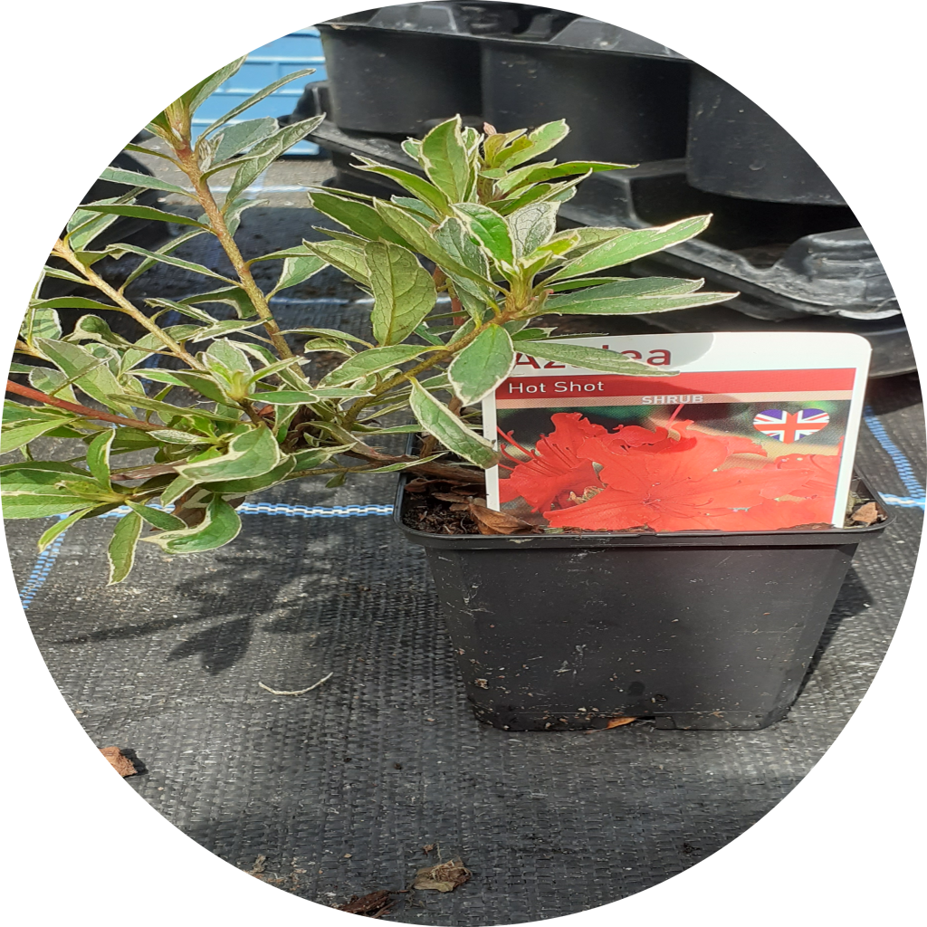 Azalea Hot Shot | SIX ASHES NURSERIES