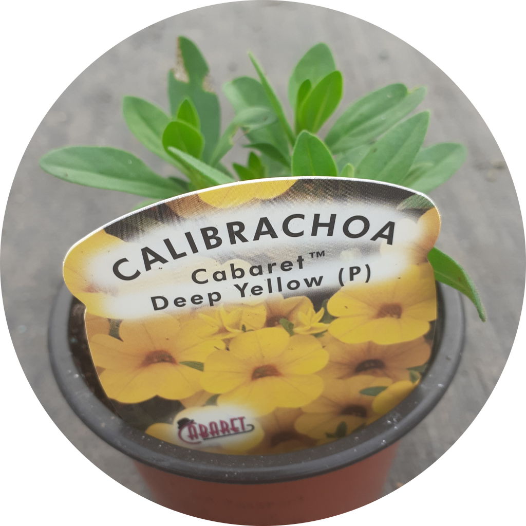 Calibrachoa Cabaret Deep yellow | SIX ASHES NURSERIES