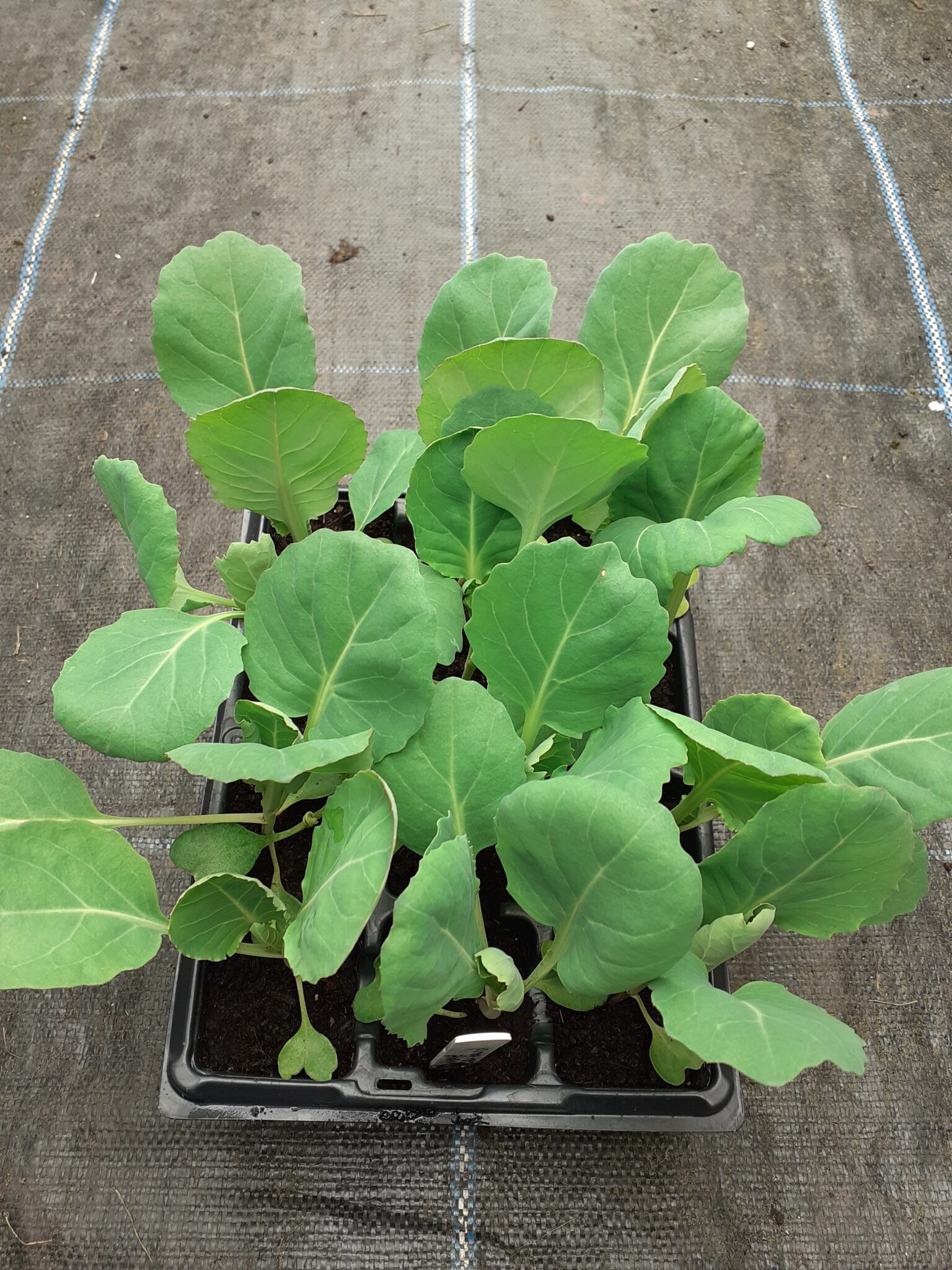 12 x cabbage greyhound plug plants | SIX ASHES NURSERIES