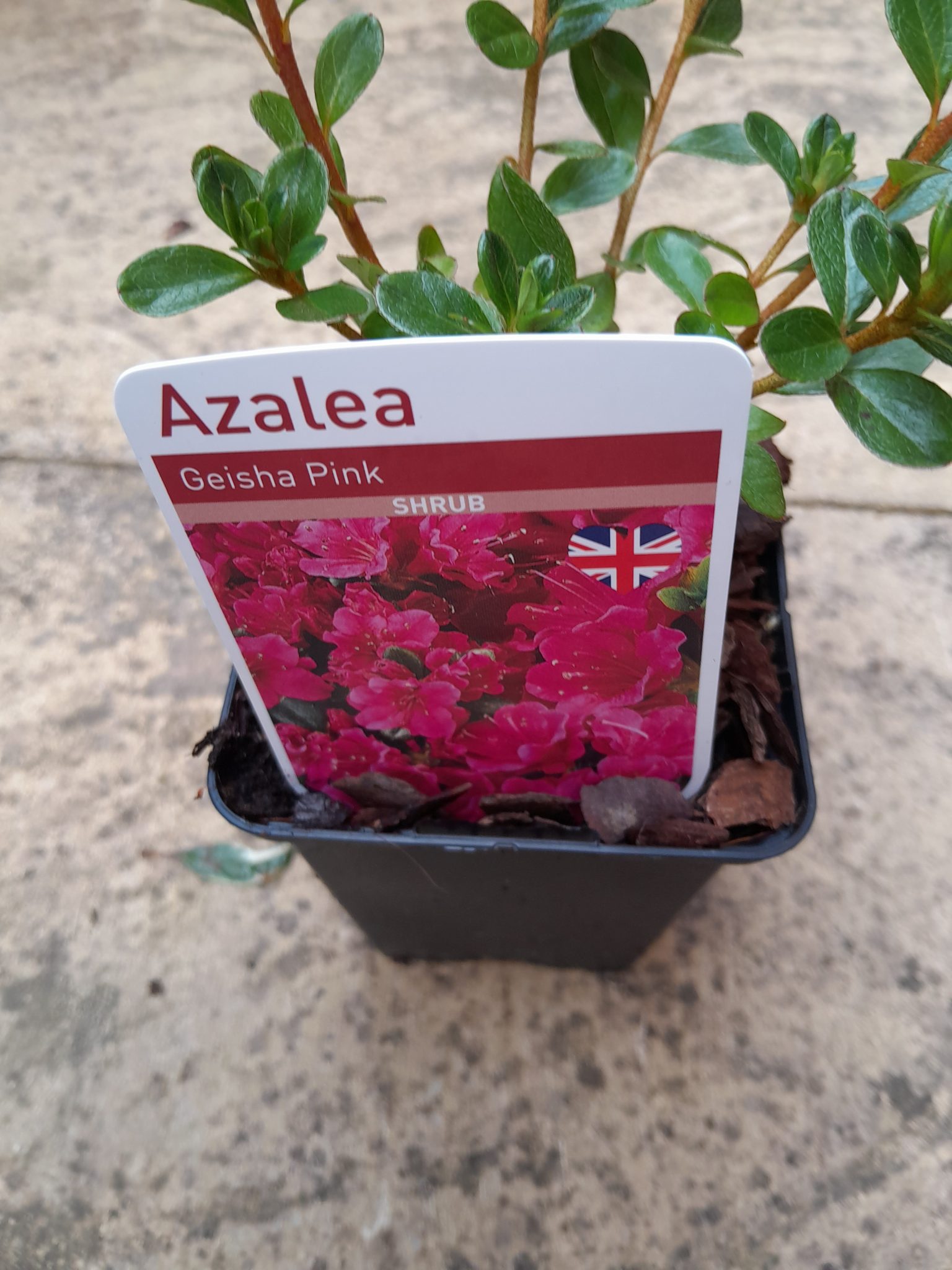 Azalea Geisha pink | SIX ASHES NURSERIES